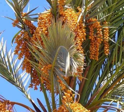 Hurma Ağacının Kalbi | HURMA SHOP